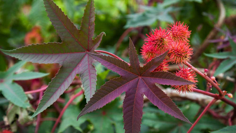 Zinc Ricinoleate | Puracy Ingredients